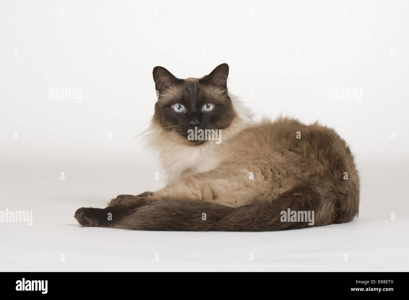 Ragdoll cat back hi-res stock photography and images - Alamy