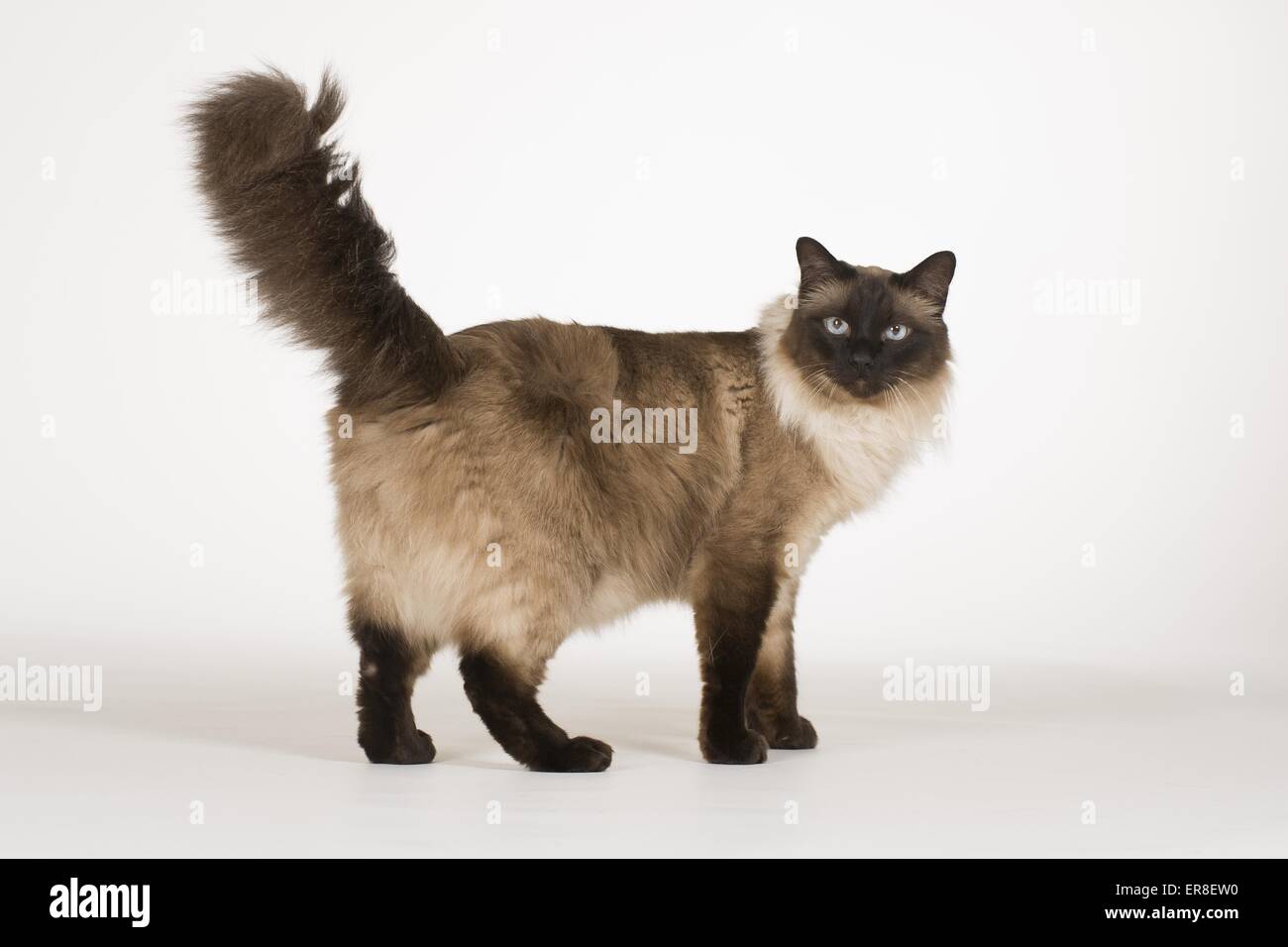 Ragdoll cats hi-res stock photography and images - Alamy