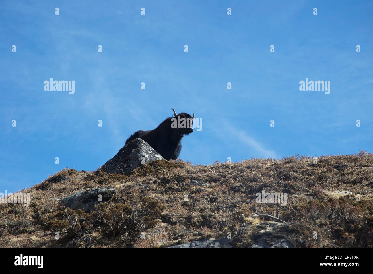 Dzo hi-res stock photography and images - Alamy