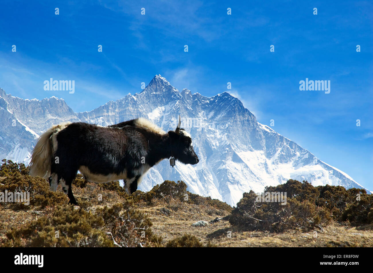 A dzo in the Nepali Himalayas Stock Photo - Alamy