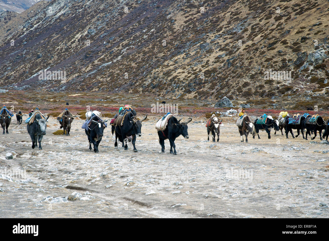 Porters and pack animals in the Khumbu region of Nepal Stock Photo - Alamy