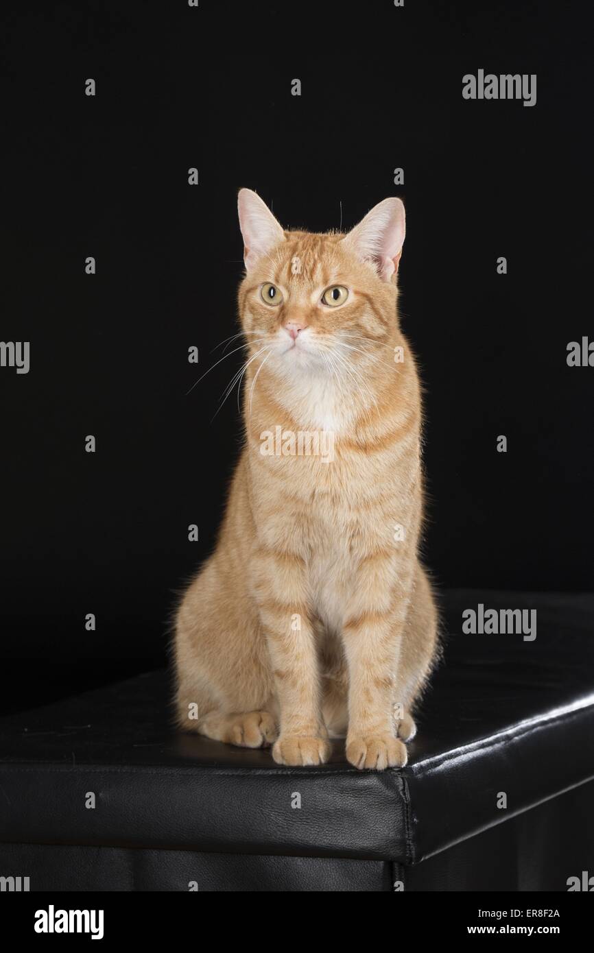 sitting domestic cat Stock Photo - Alamy