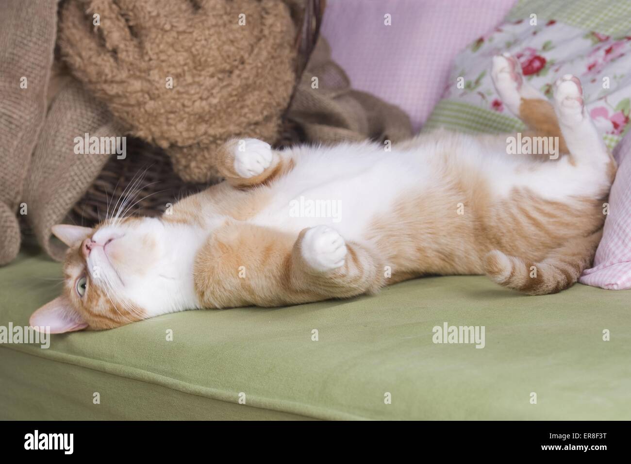 rolling domestic cat Stock Photo - Alamy