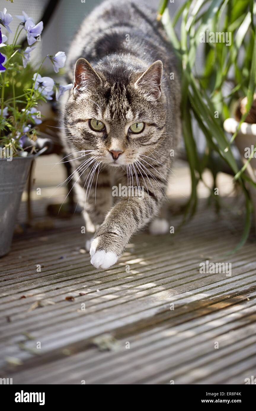 walking domestic cat Stock Photo - Alamy