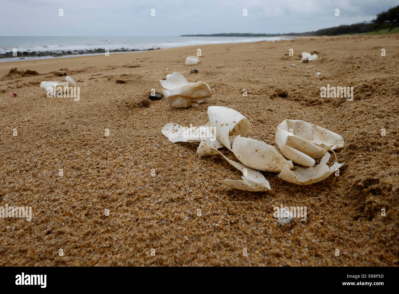 Remains of turtle eggs on Mon Repos Beach Stock Photo - Alamy