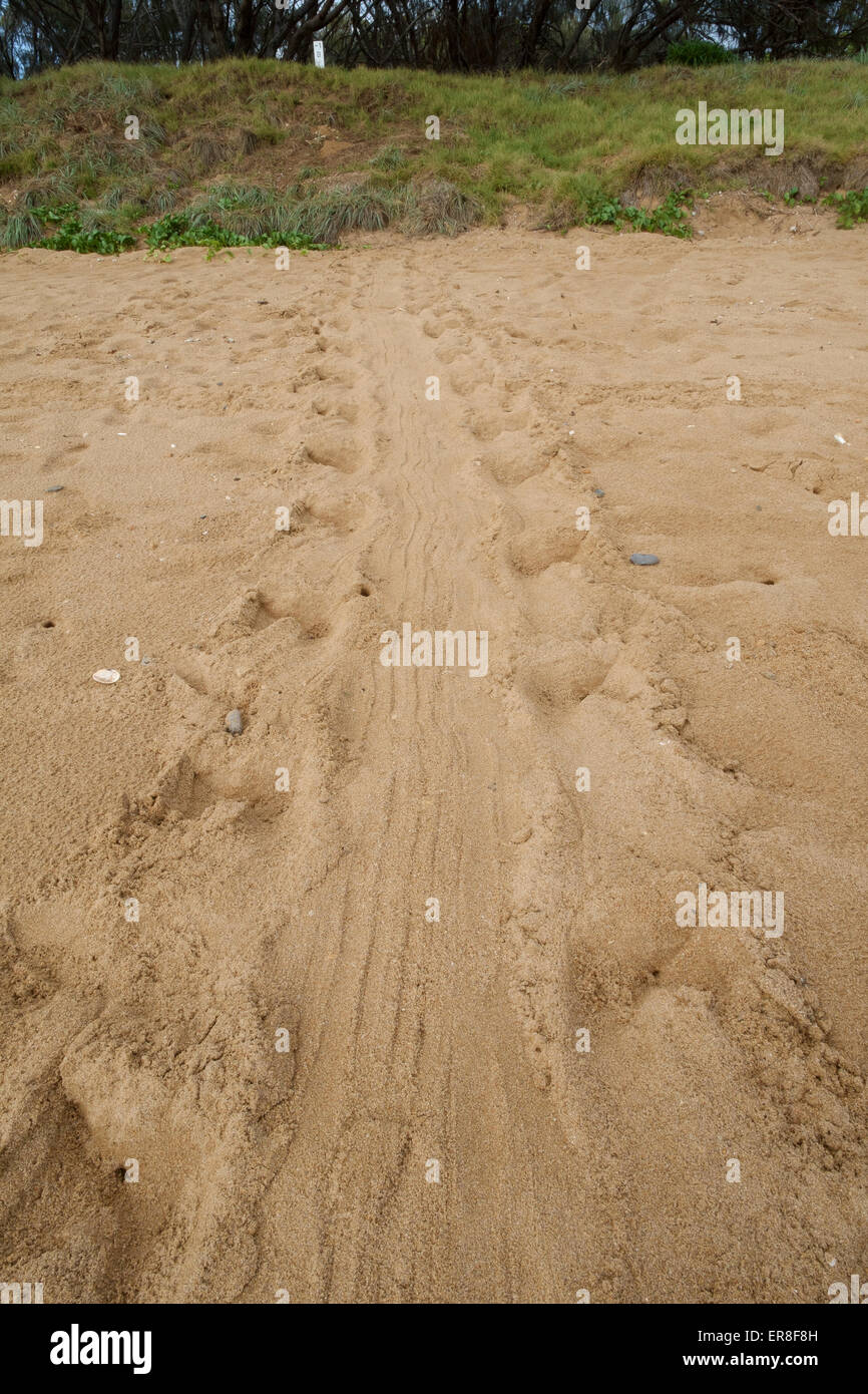 Turtle tracks hi-res stock photography and images - Alamy