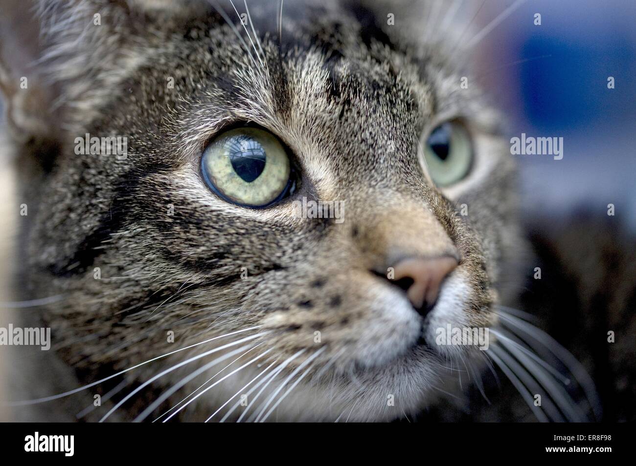 Frontal face inside hi-res stock photography and images - Alamy