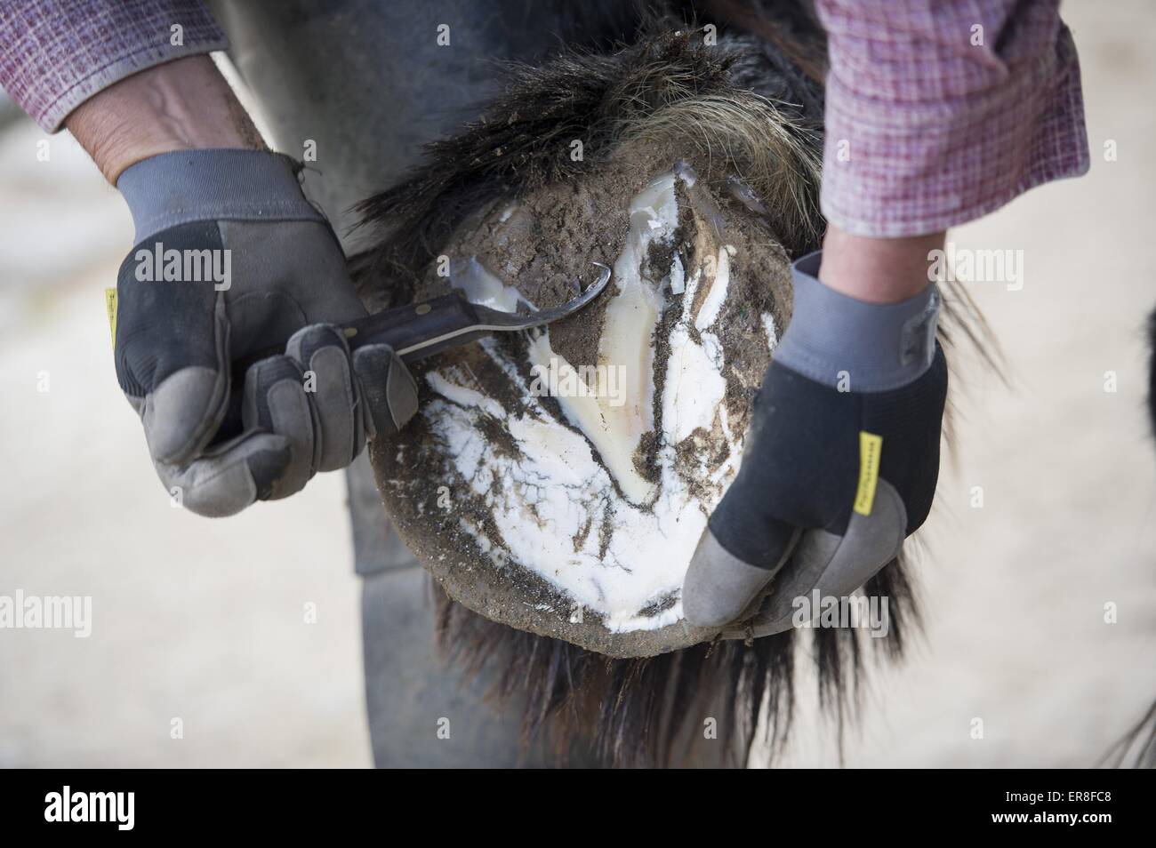 Newborn Horse Hooves