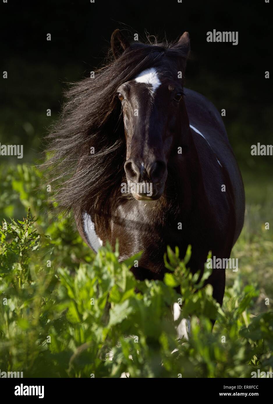 Irish Tinker Portrait Stock Photo - Alamy