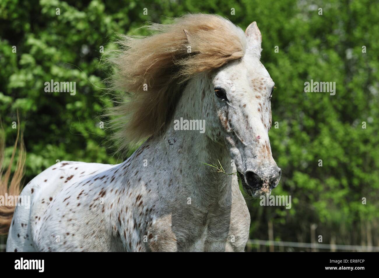 Knabstrupper hi-res stock photography and images - Alamy