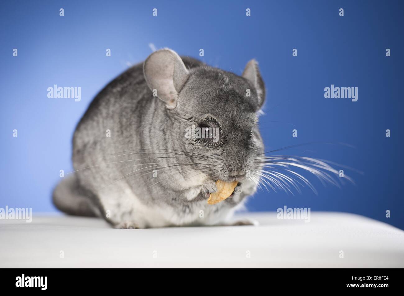 Chinchilla lanigera eating hi-res stock photography and images - Alamy