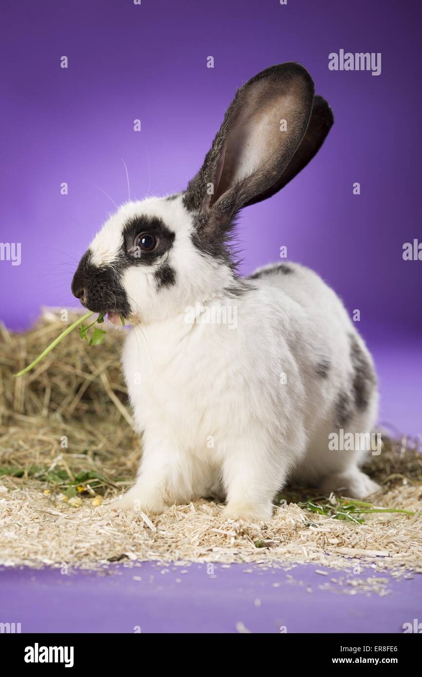 Checkered rabbit hi-res stock photography and images - Alamy