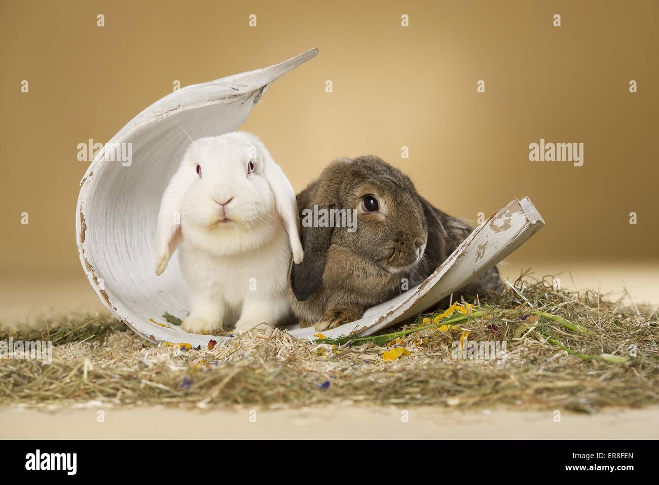 Beige rabbits hi-res stock photography and images - Alamy
