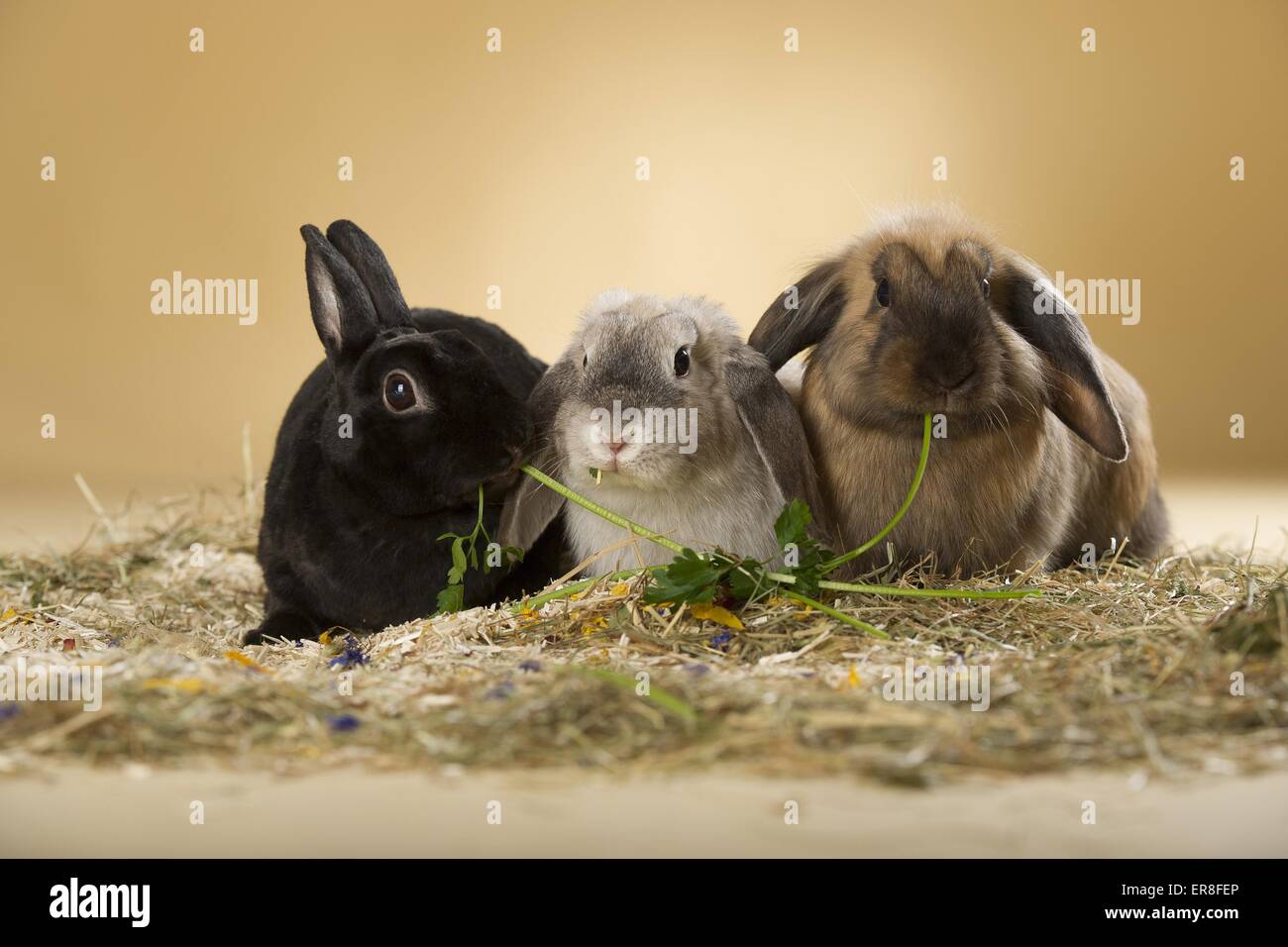 Rabbits eating hi-res stock photography and images - Alamy