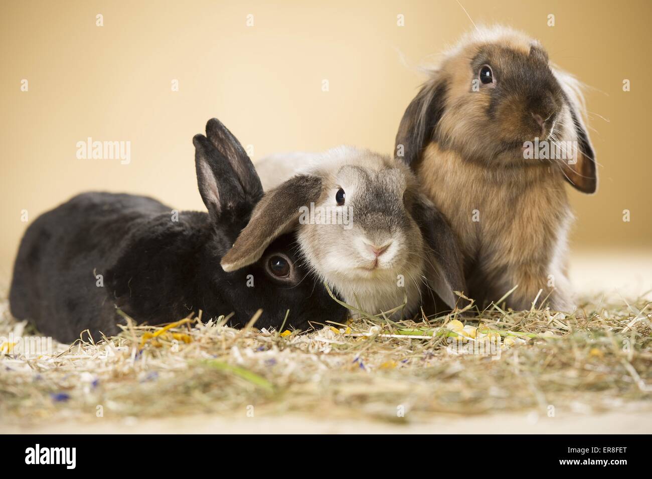 Beige rabbits hi-res stock photography and images - Alamy