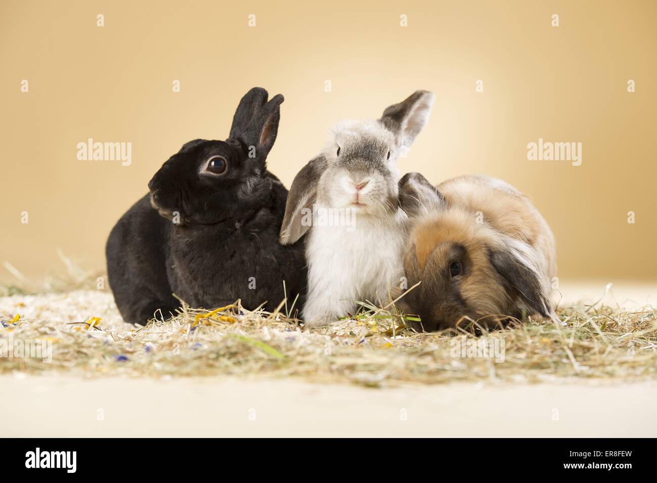 Cute rabbits studio hi-res stock photography and images - Alamy