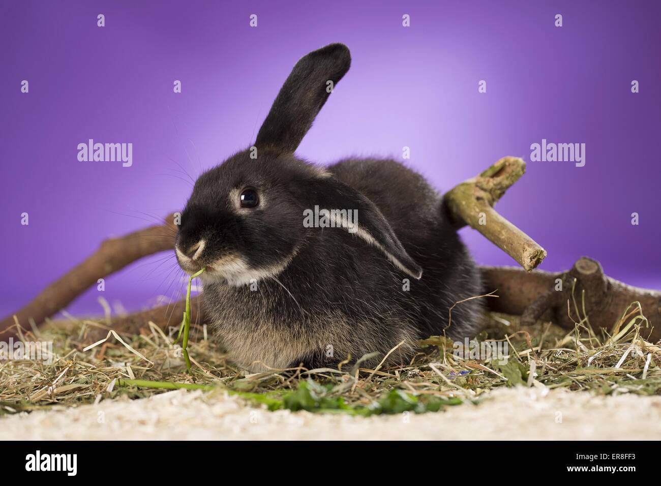 Purple rabbits hi-res stock photography and images - Alamy