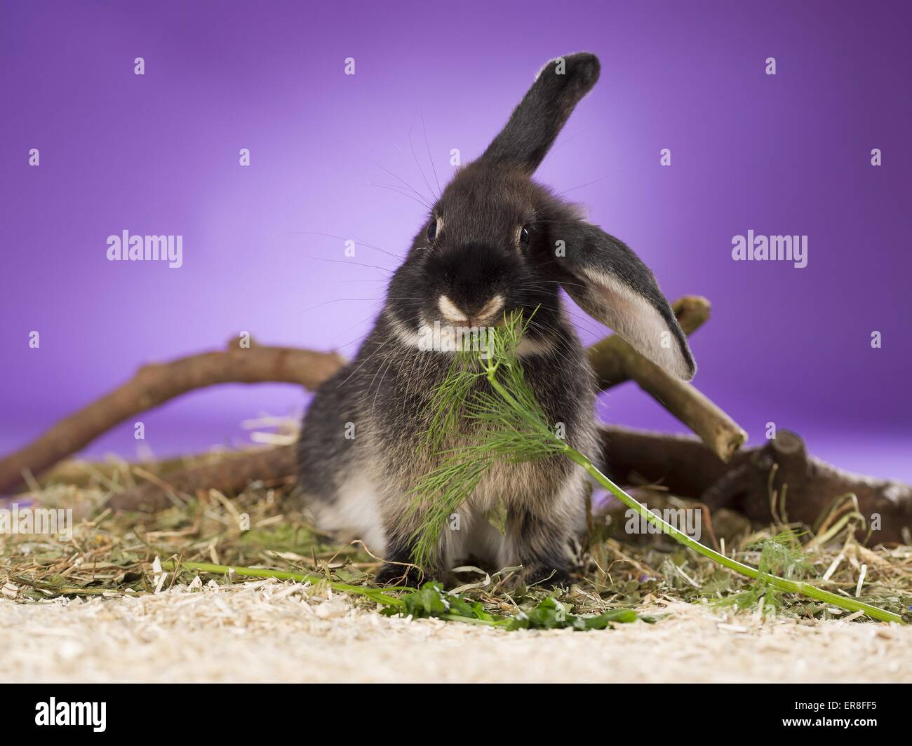 Purple rabbits hi-res stock photography and images - Alamy