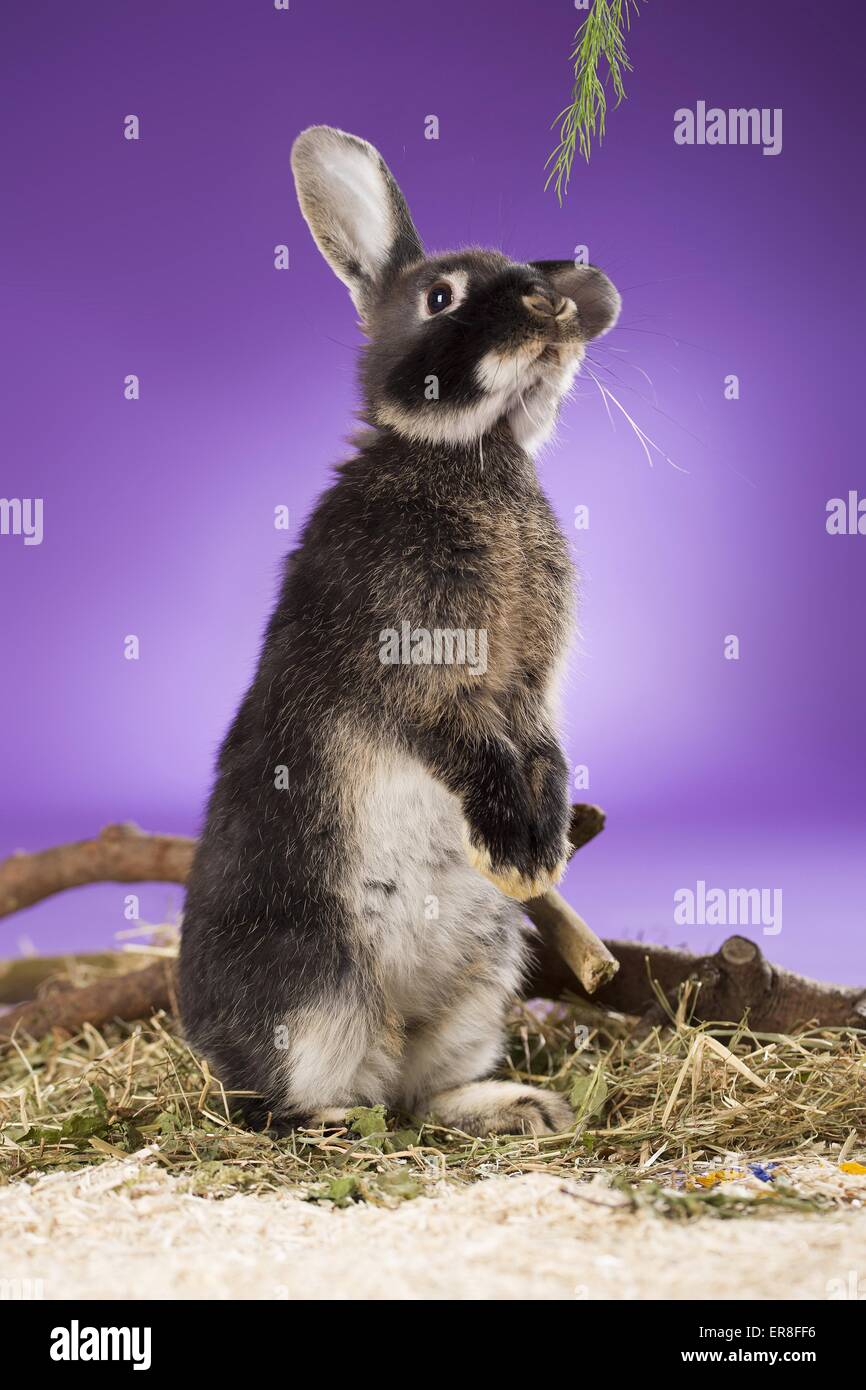 Rabbit hind legs hi-res stock photography and images - Alamy