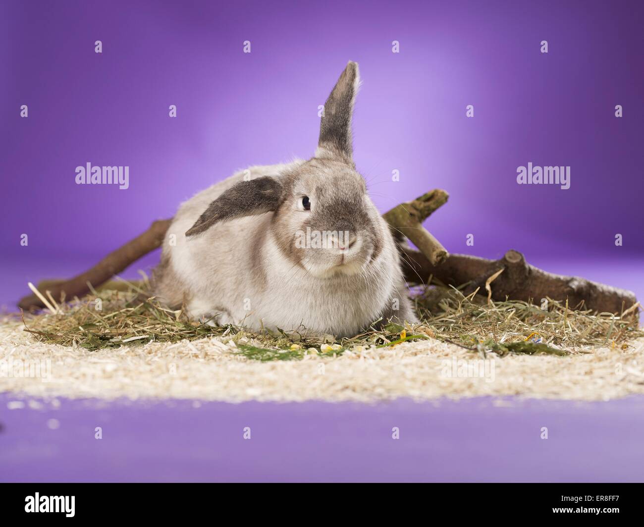 Purple rabbits hi-res stock photography and images - Alamy