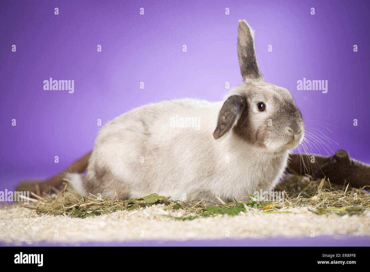 Purple rabbits hi-res stock photography and images - Alamy
