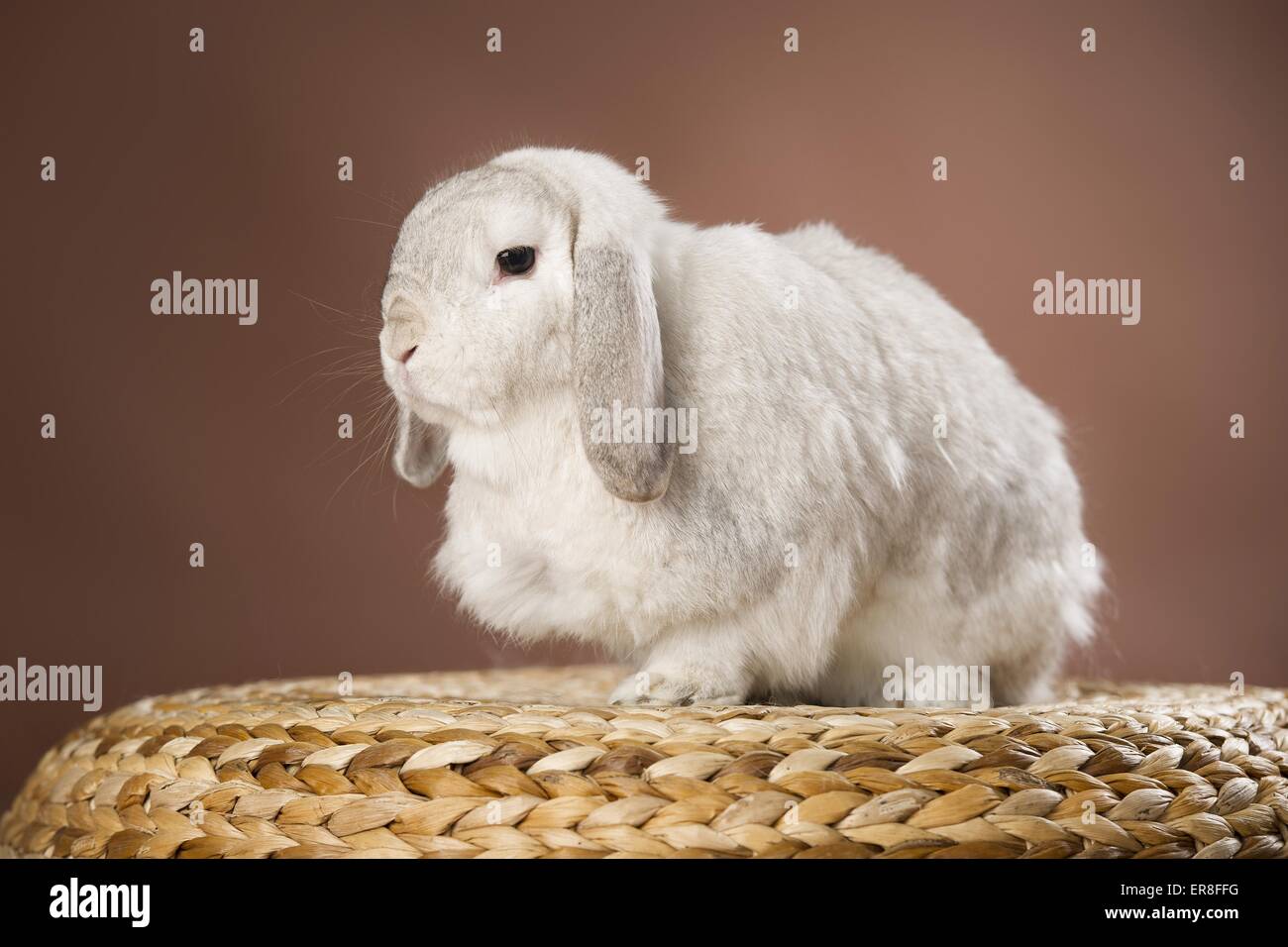 Light brown rabbit hi-res stock photography and images - Alamy