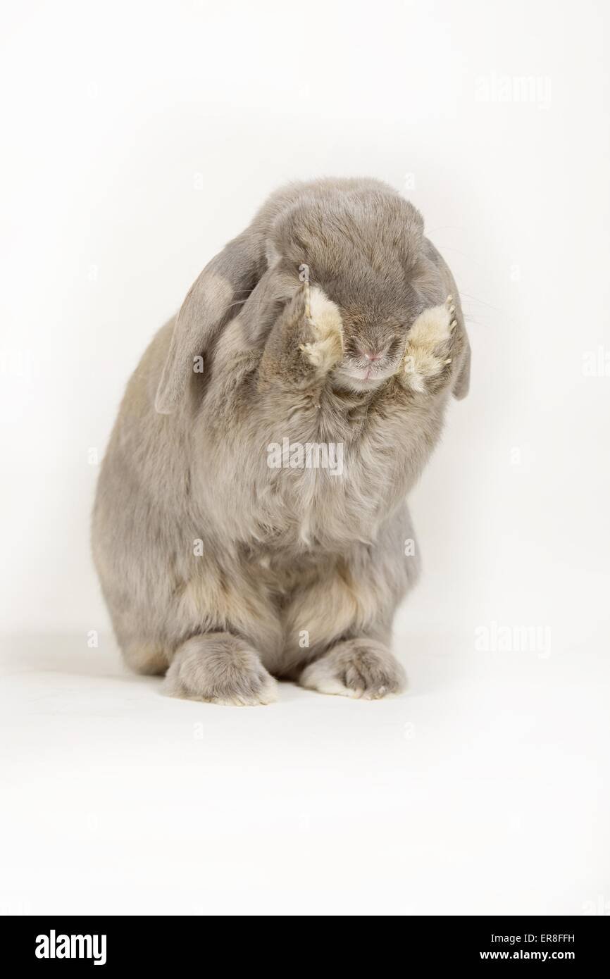 Rabbit clean adult hi-res stock photography and images - Alamy