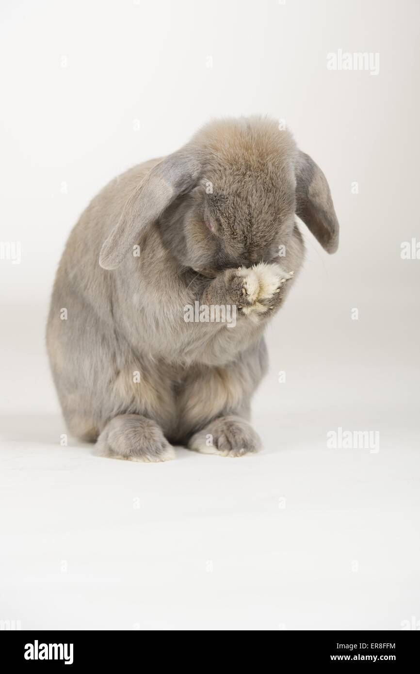 Begging bunny hi-res stock photography and images - Alamy