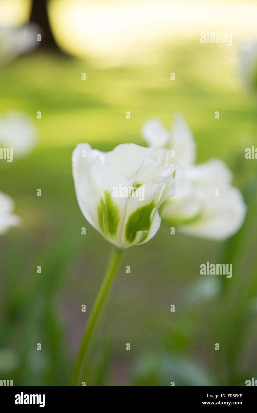 Extraordinary colors hi-res stock photography and images - Alamy