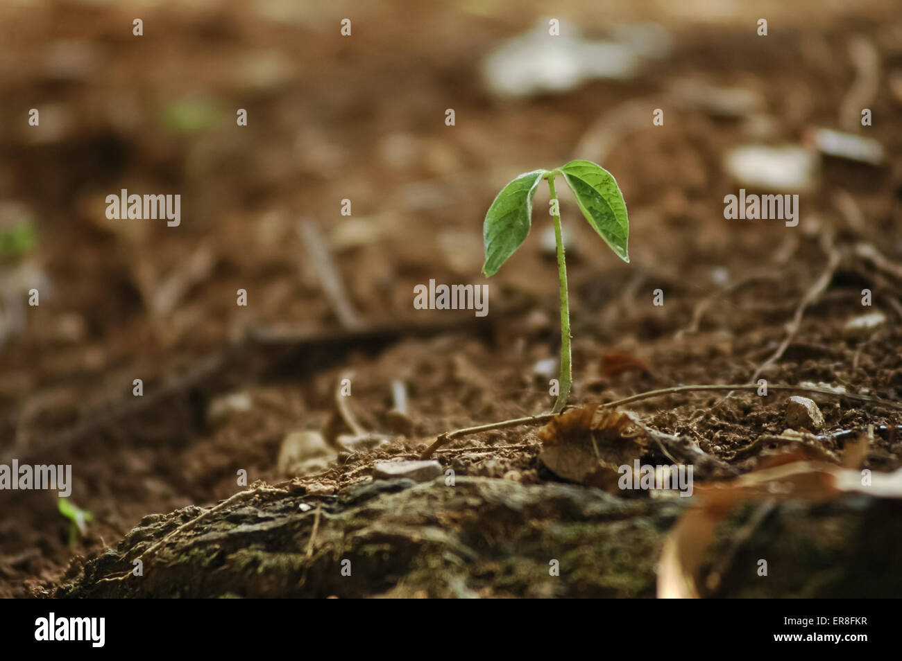 New hope from growing little plant from the earth Stock Photo - Alamy