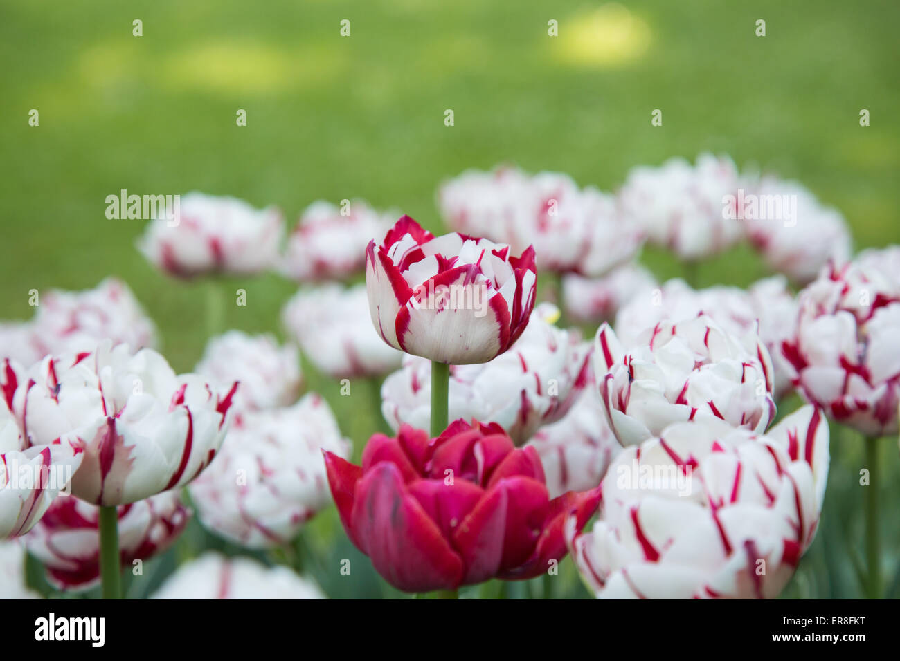 Particularly variety extraordinary colors of tulips Stock Photo - Alamy