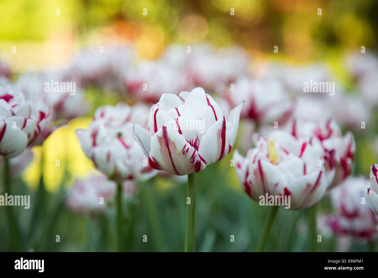 Particularly variety extraordinary colors of tulips Stock Photo - Alamy