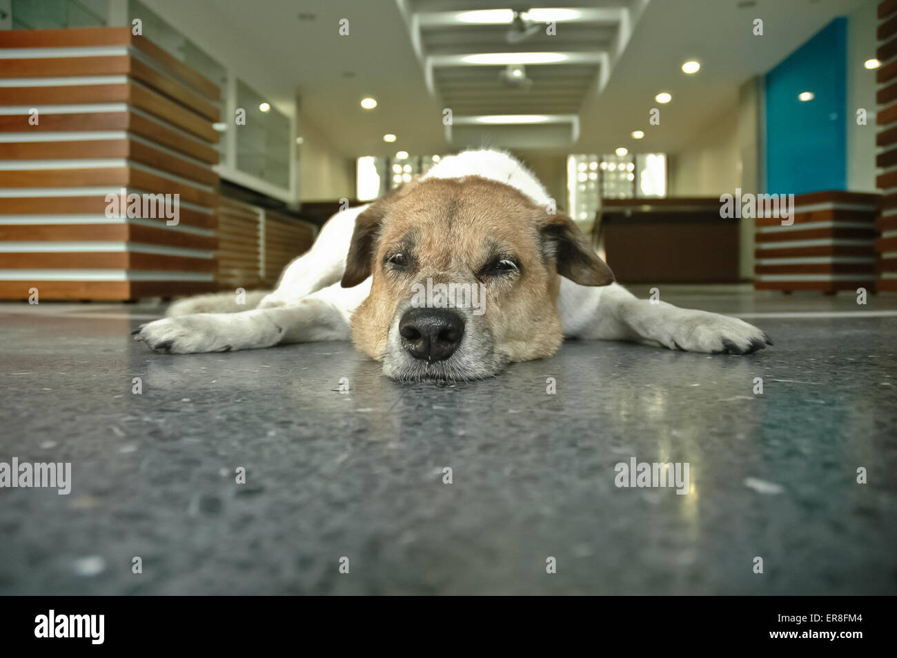 Sleepy dog in the office Stock Photo - Alamy