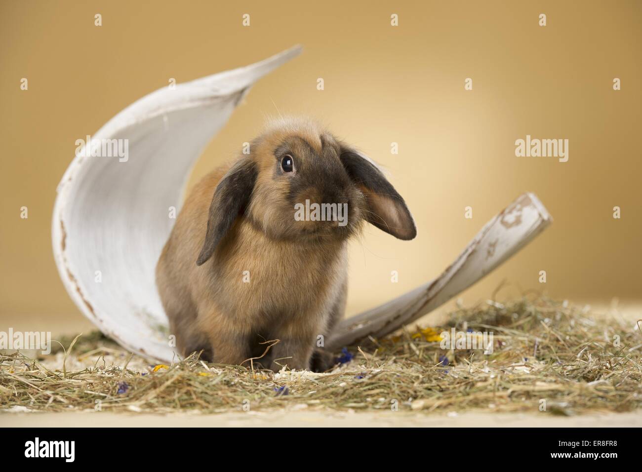 Half rabbit hi-res stock photography and images - Alamy