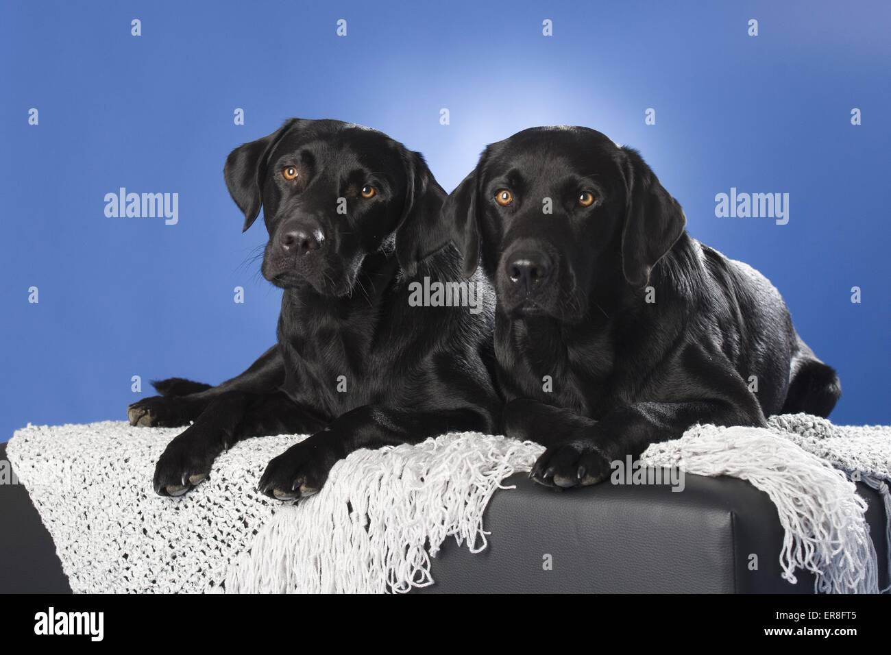 2 Labrador Retriever Stock Photo - Alamy