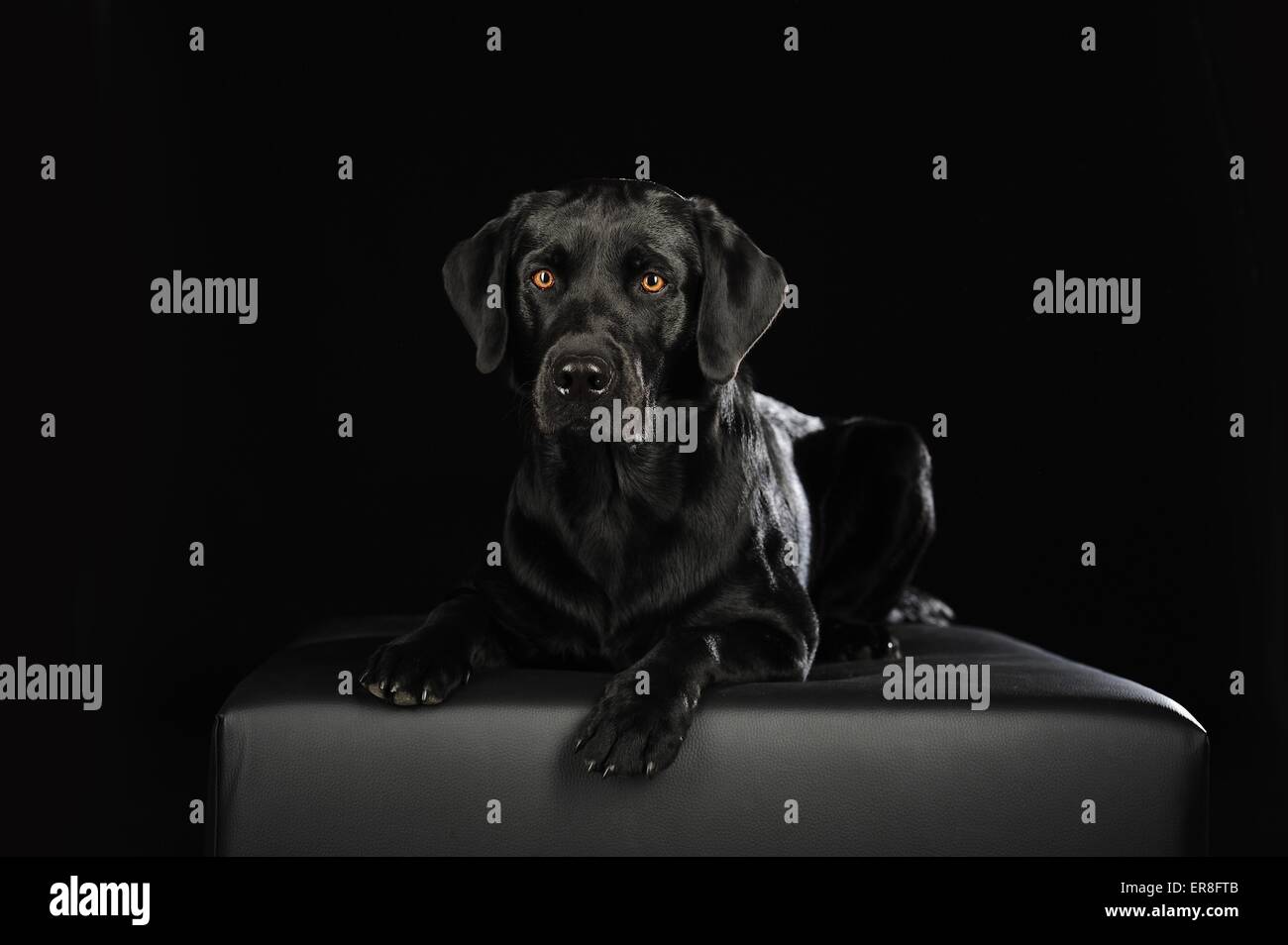 Old labrador dog hi-res stock photography and images - Alamy