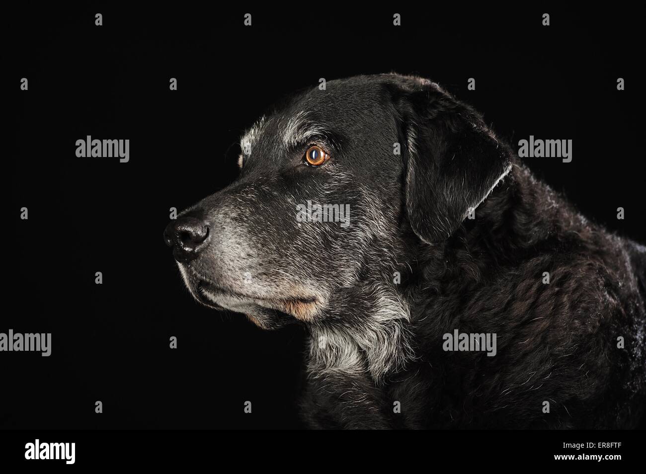 old Labrador Retriever Stock Photo - Alamy