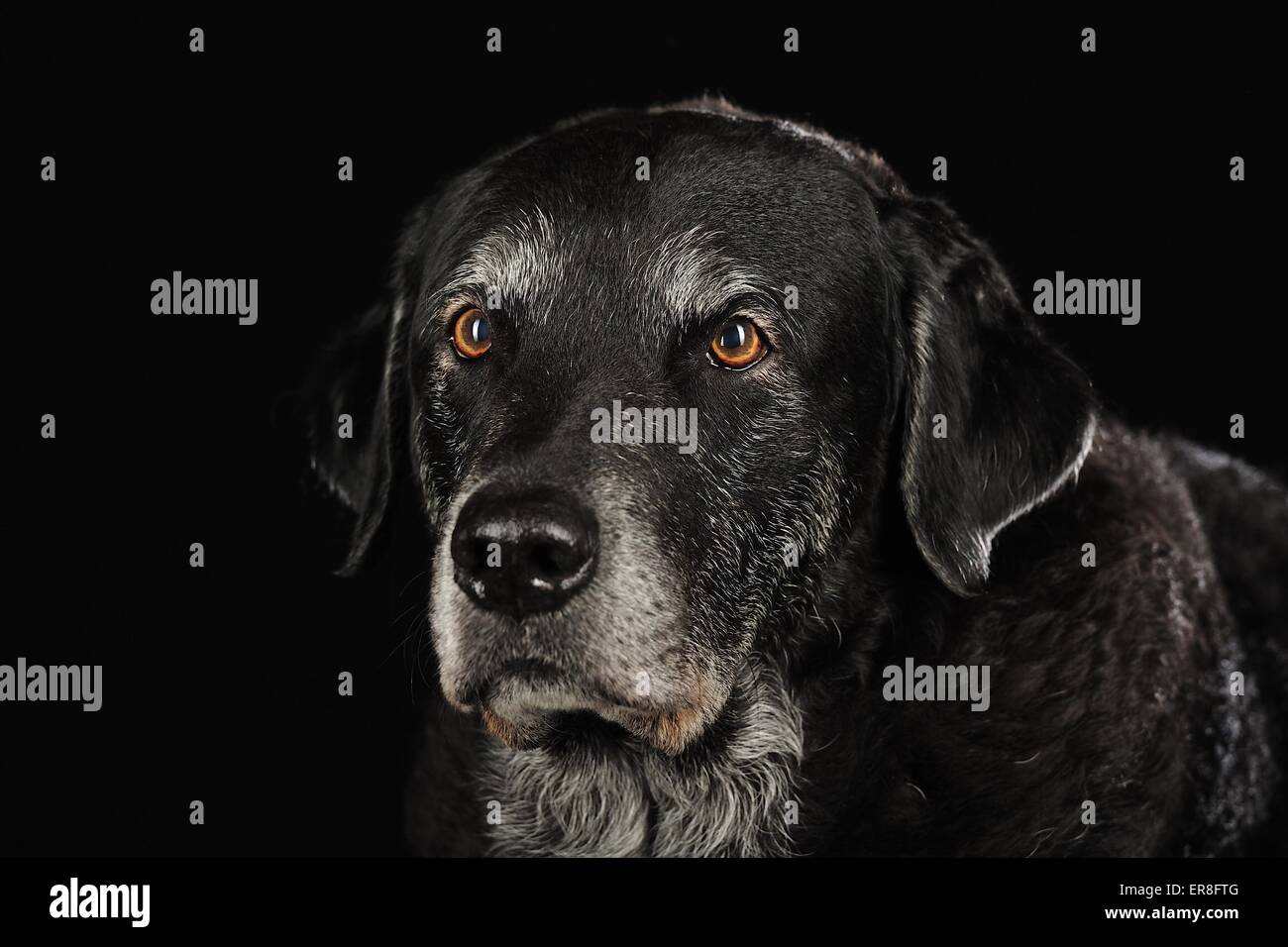 old Labrador Retriever Stock Photo - Alamy