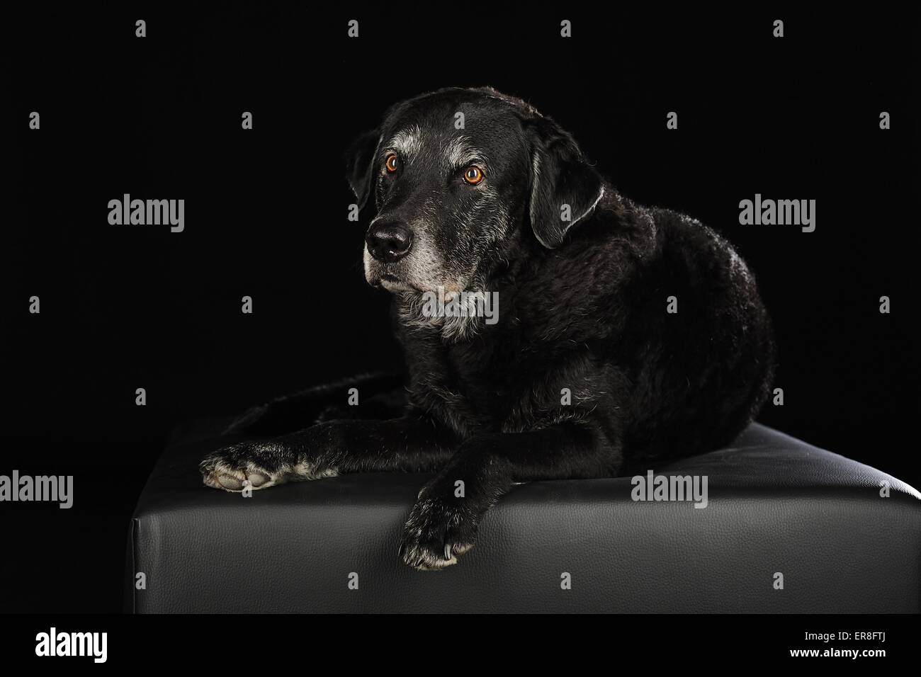 old Labrador Retriever Stock Photo - Alamy