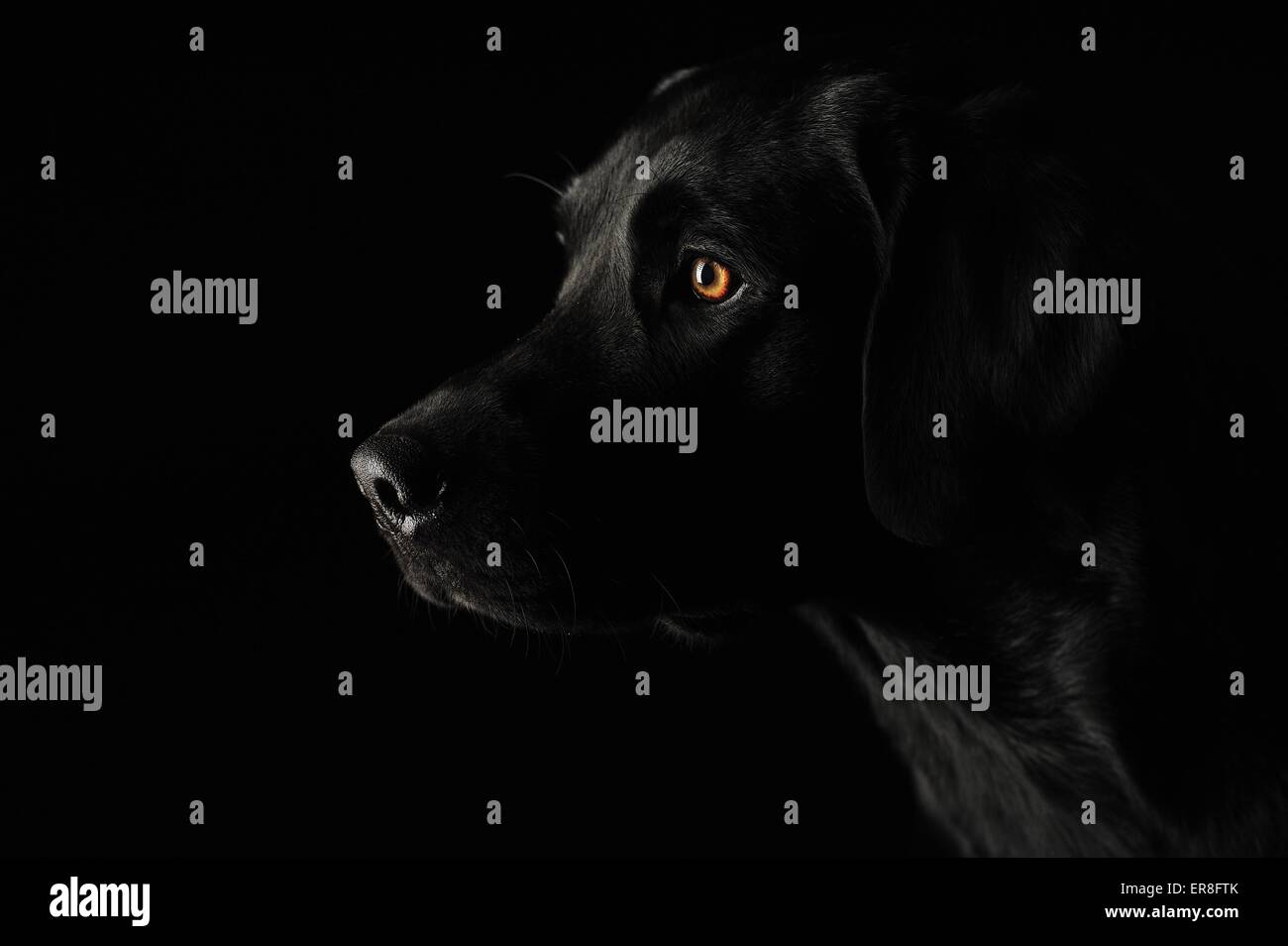 Labrador dog profile portrait head hi-res stock photography and images ...