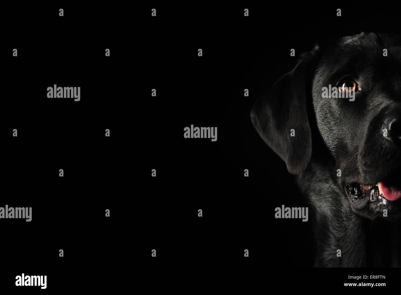 Labrador Retriever face Stock Photo - Alamy