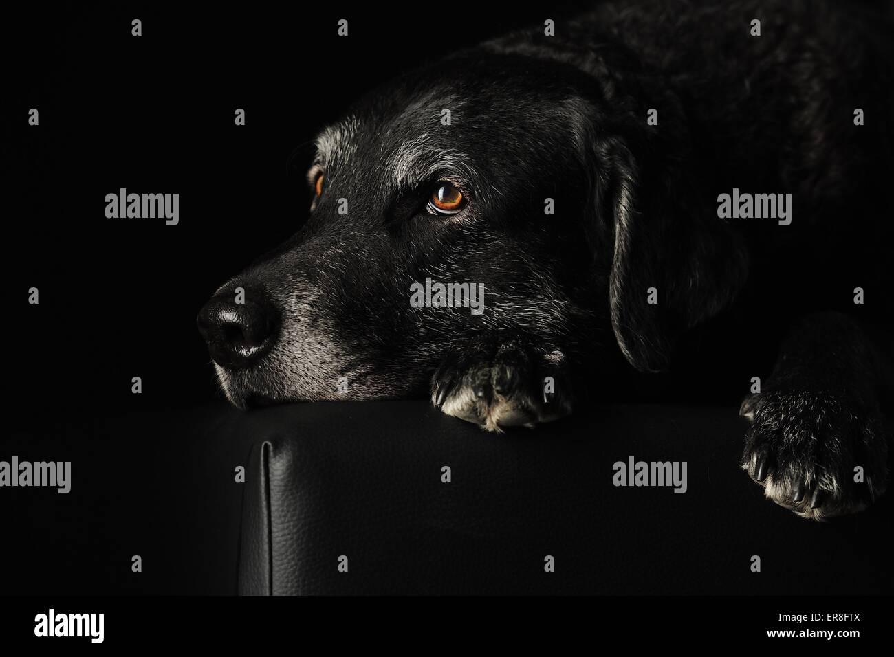 old Labrador Retriever Stock Photo - Alamy
