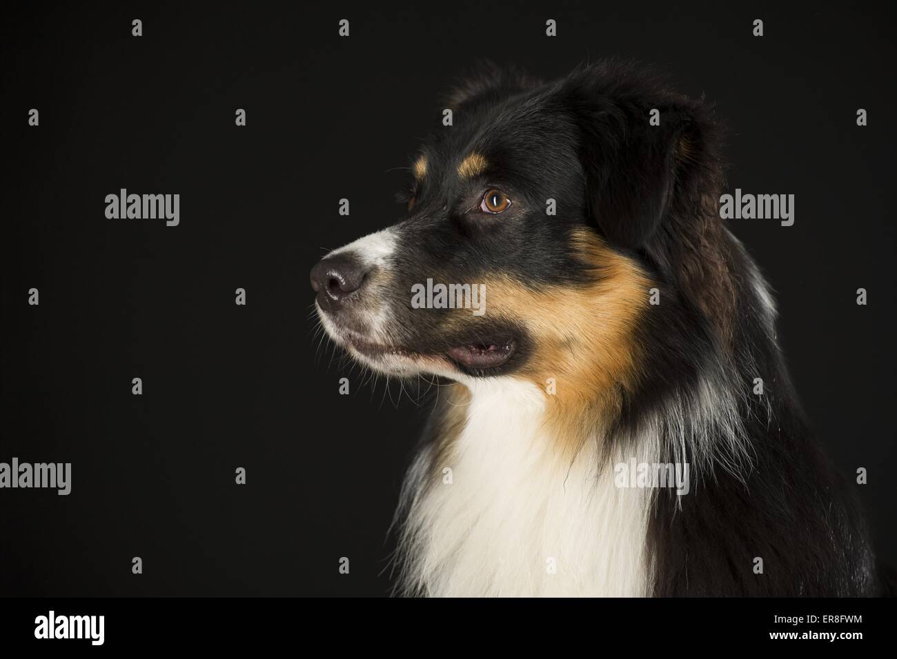 Australian Shepherd Portrait Stock Photo - Alamy
