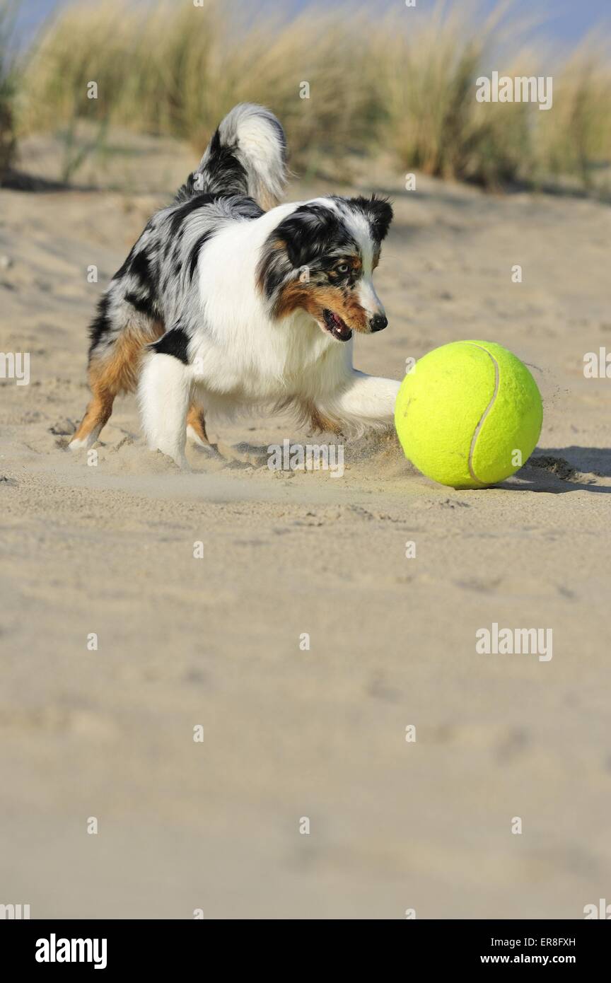 playing Australian Shepherd Stock Photo - Alamy