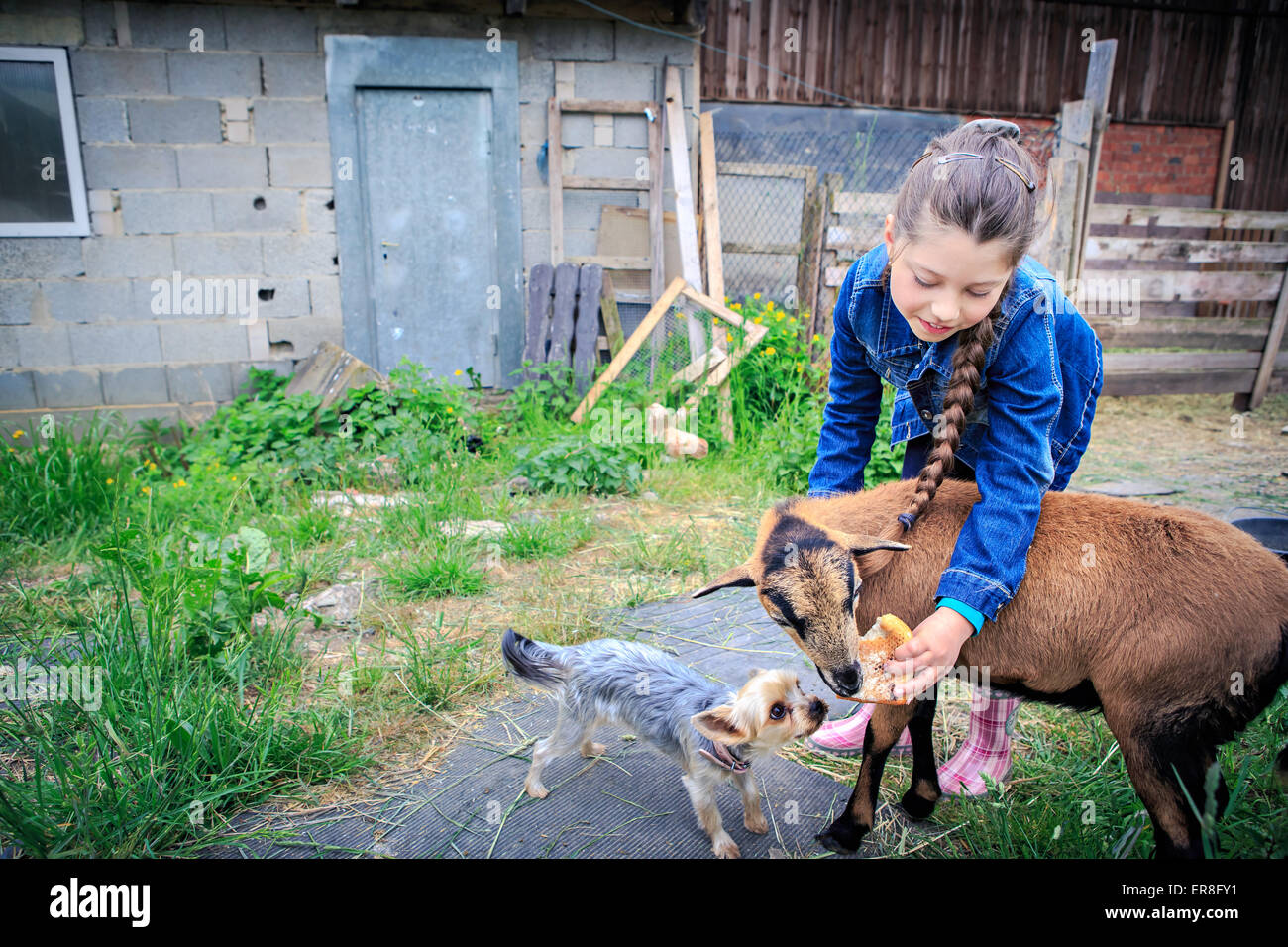 little girl with a dog and a sheep in front of the farm Stock Photo - Alamy