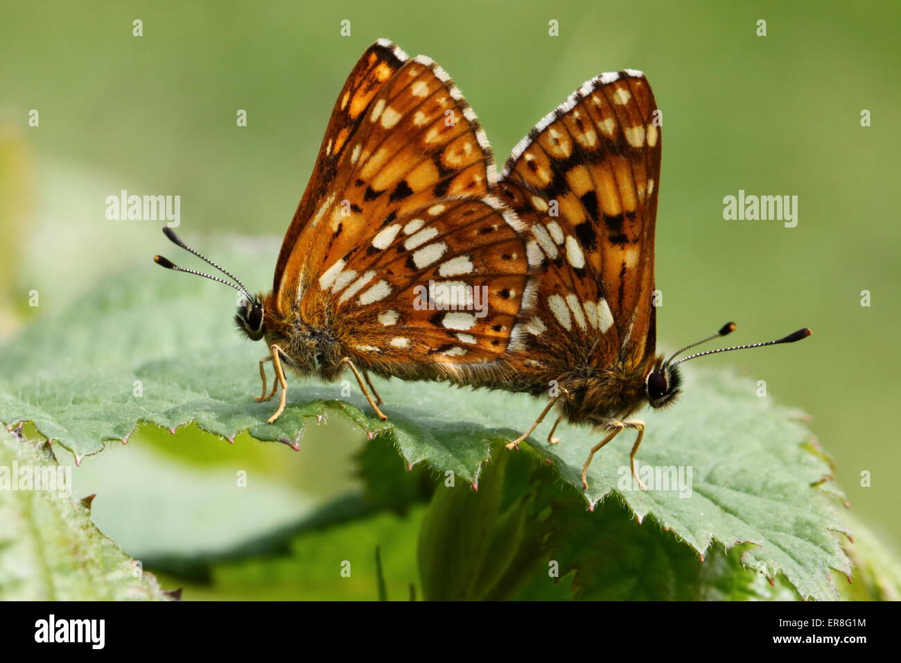 Pairing Of Butterflies High Resolution Stock Photography and Images - Alamy