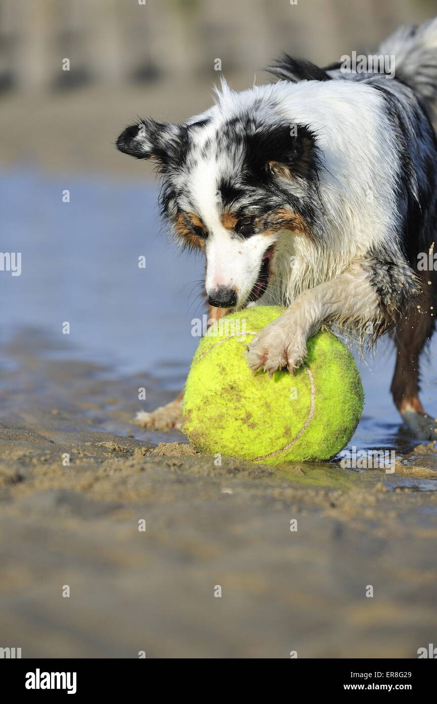 playing Australian Shepherd Stock Photo - Alamy