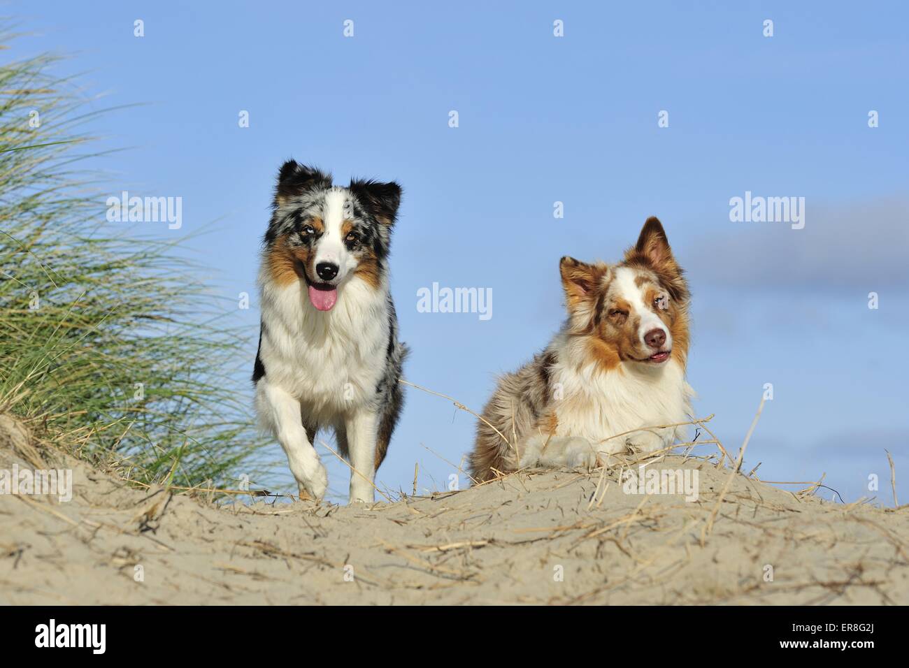 2 Australian Shepherds Stock Photo - Alamy