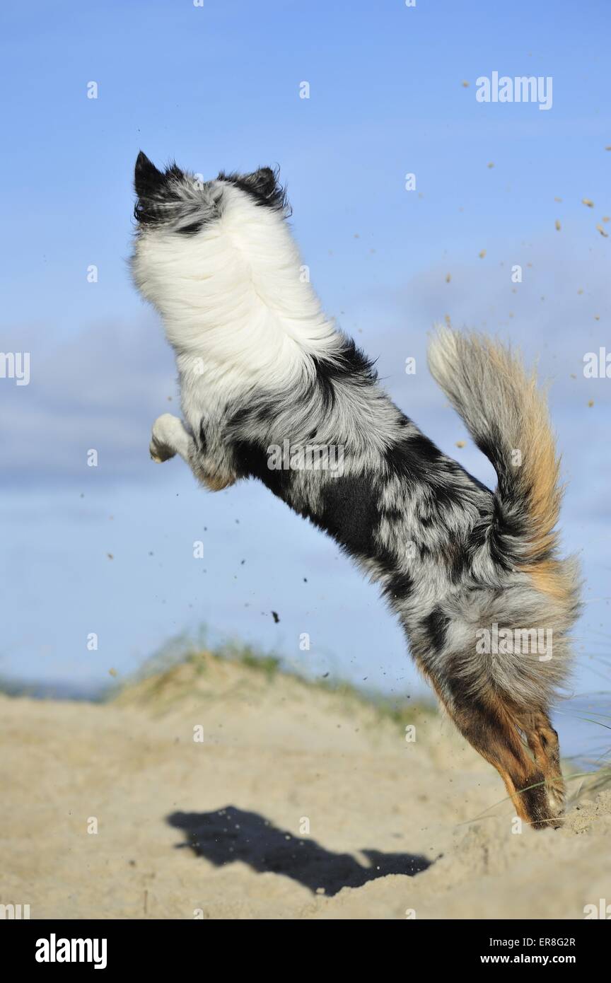 jumping Australian Shepherd Stock Photo - Alamy