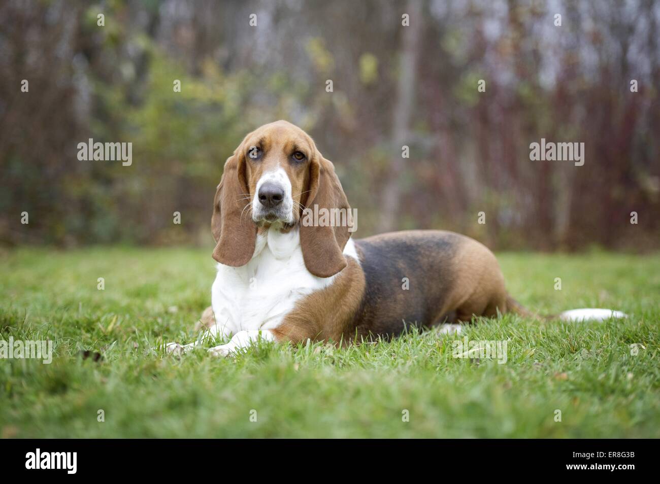 Hound dog side eye hi-res stock photography and images - Alamy